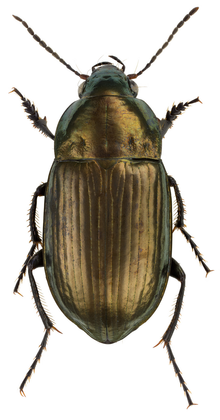 Artfakta från SLU Artdatabanken