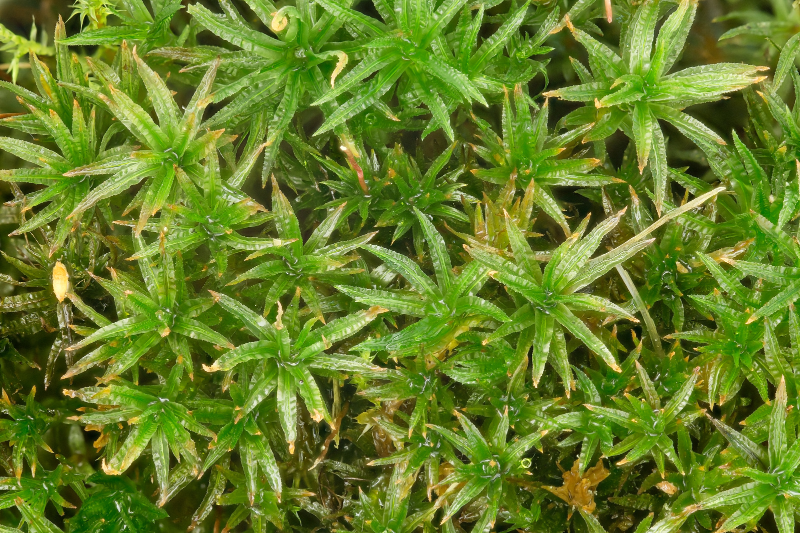 Artfakta från SLU Artdatabanken