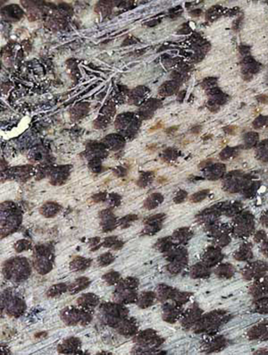 Artfakta från SLU Artdatabanken