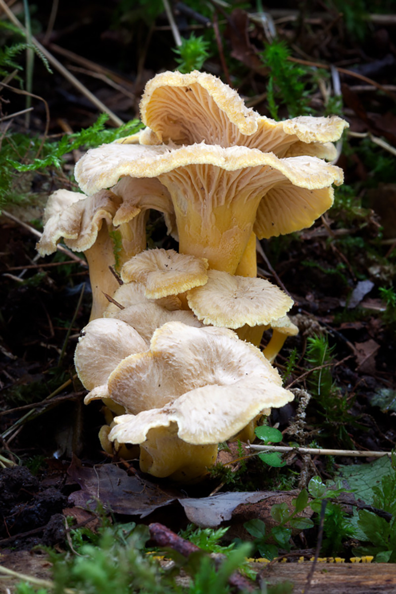 Artfakta från SLU Artdatabanken