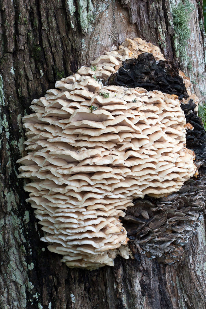 Artfakta från SLU Artdatabanken