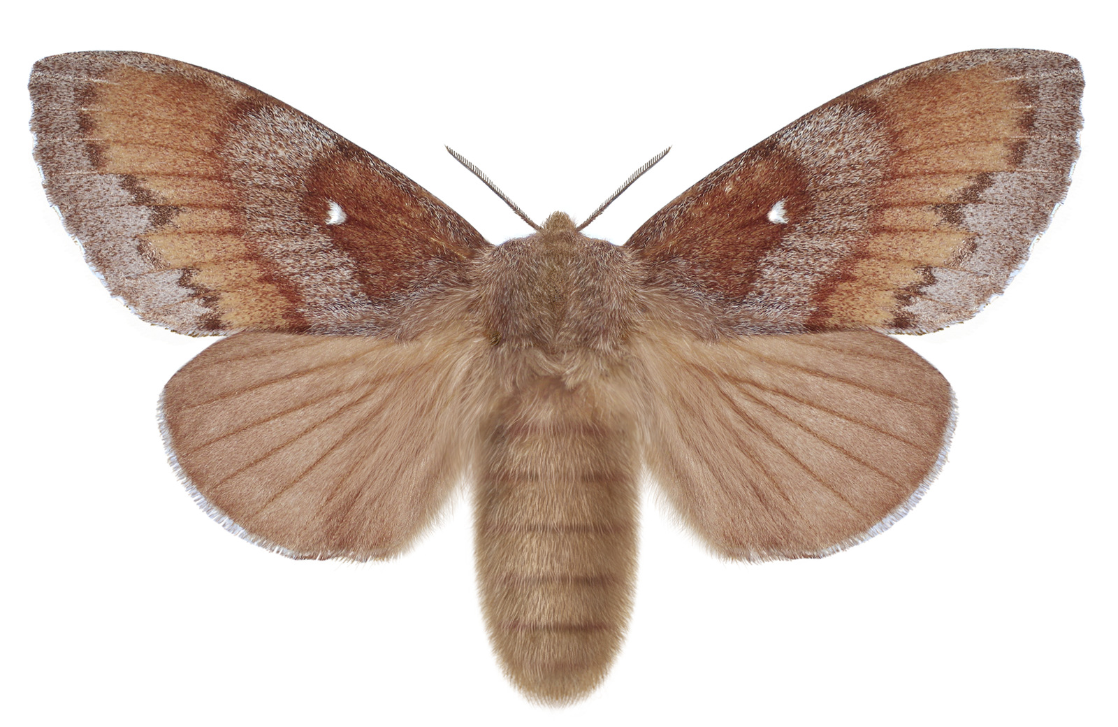 Artfakta från SLU Artdatabanken