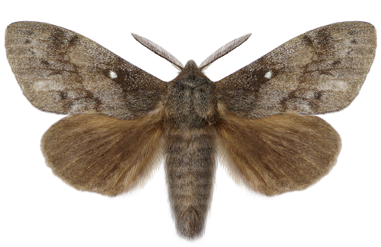 Artfakta från SLU Artdatabanken