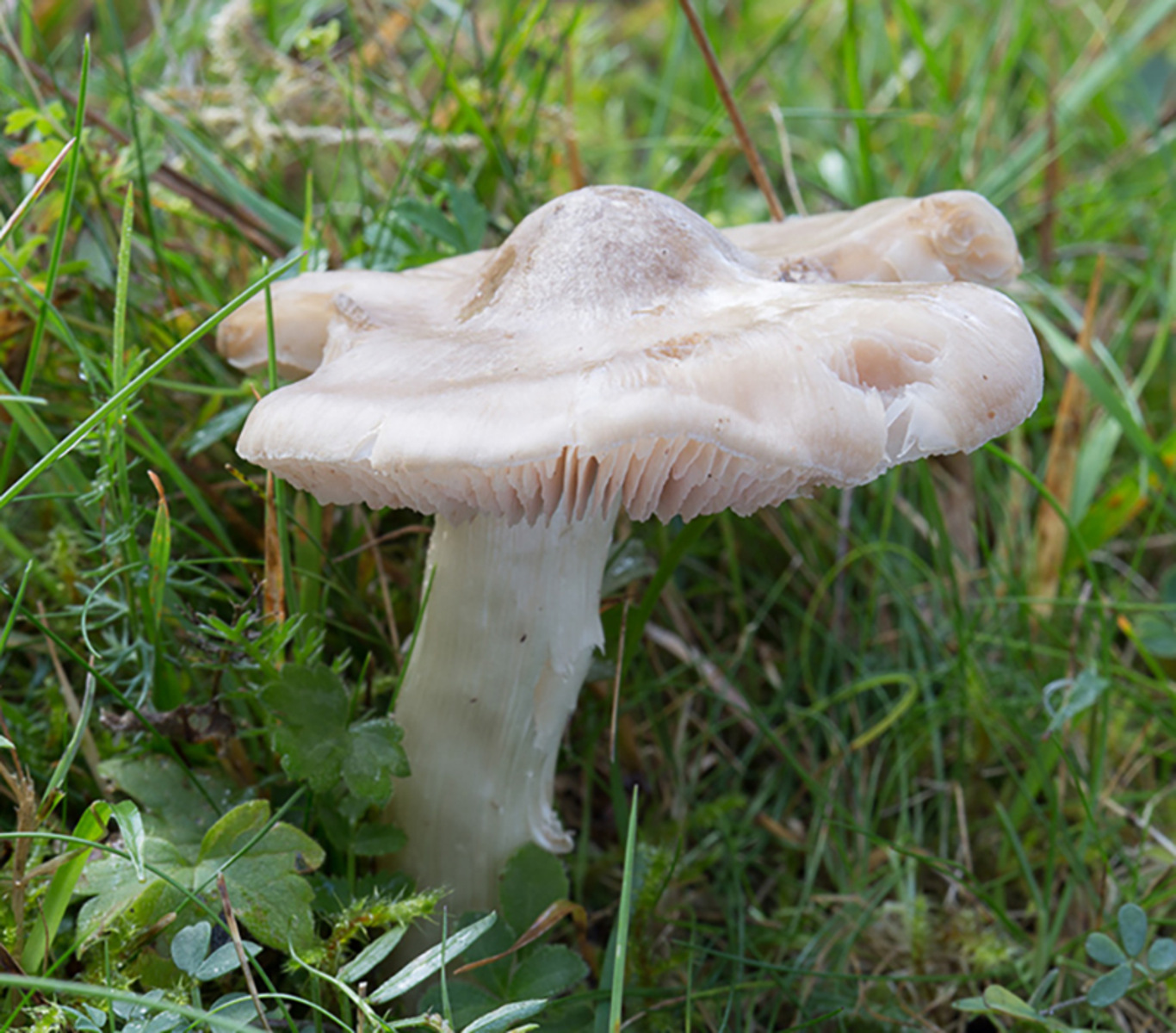 Artfakta från SLU Artdatabanken