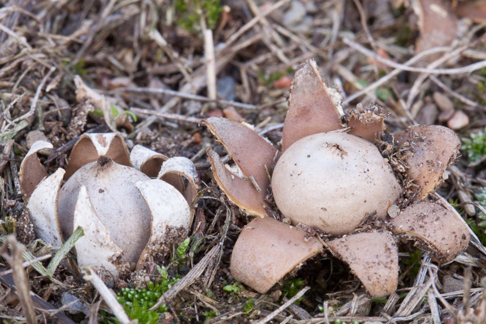 Artfakta från SLU Artdatabanken