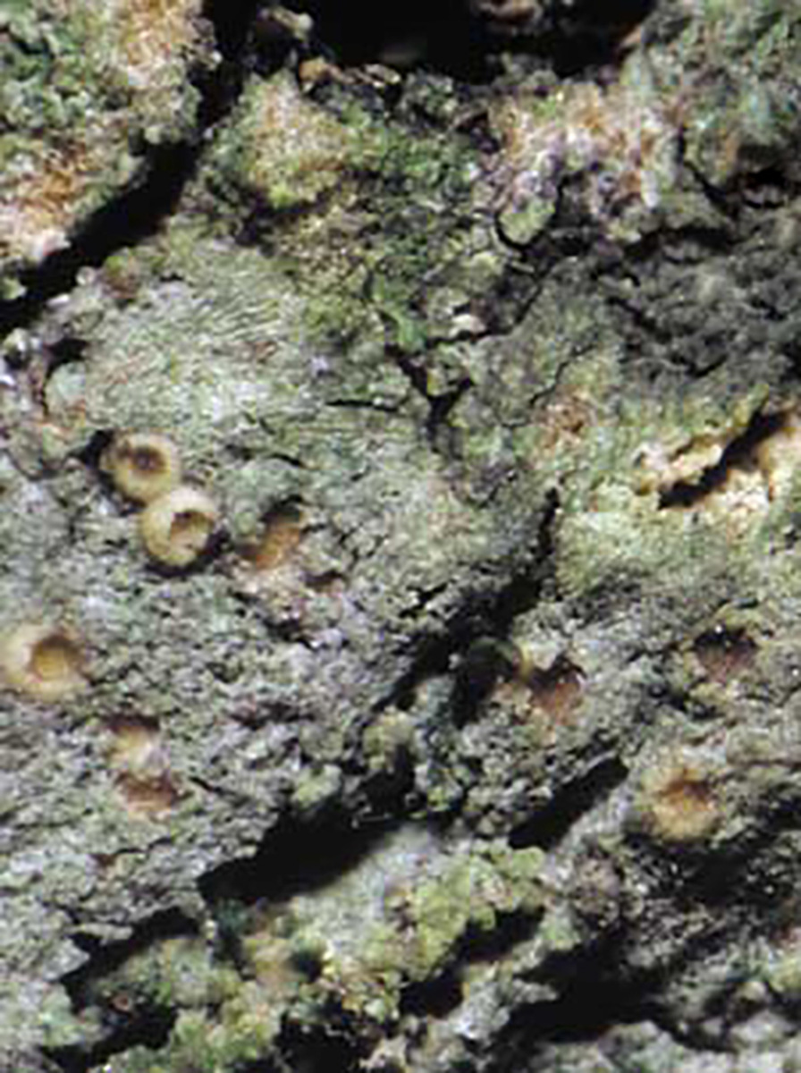 Artfakta från SLU Artdatabanken