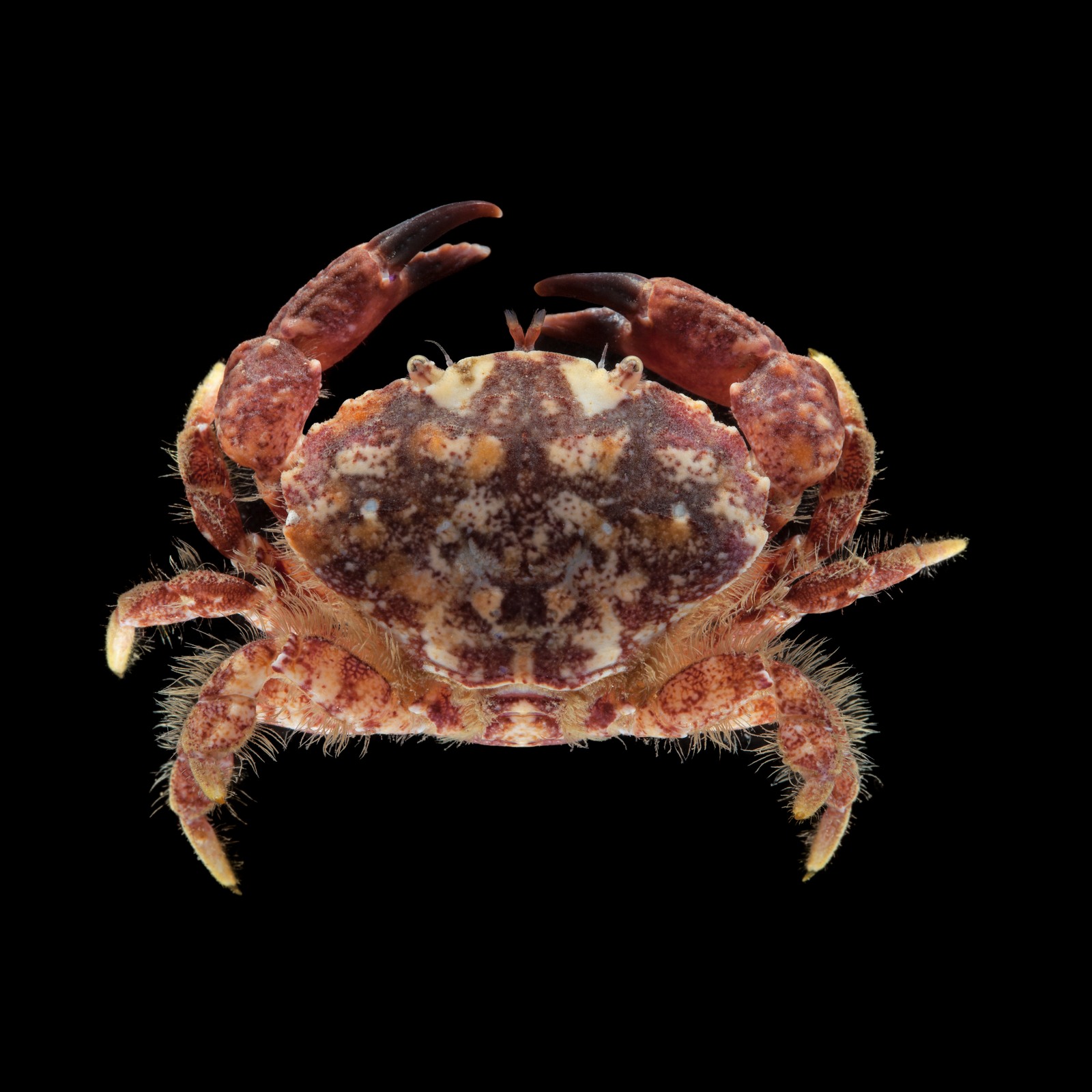 Artfakta från SLU Artdatabanken