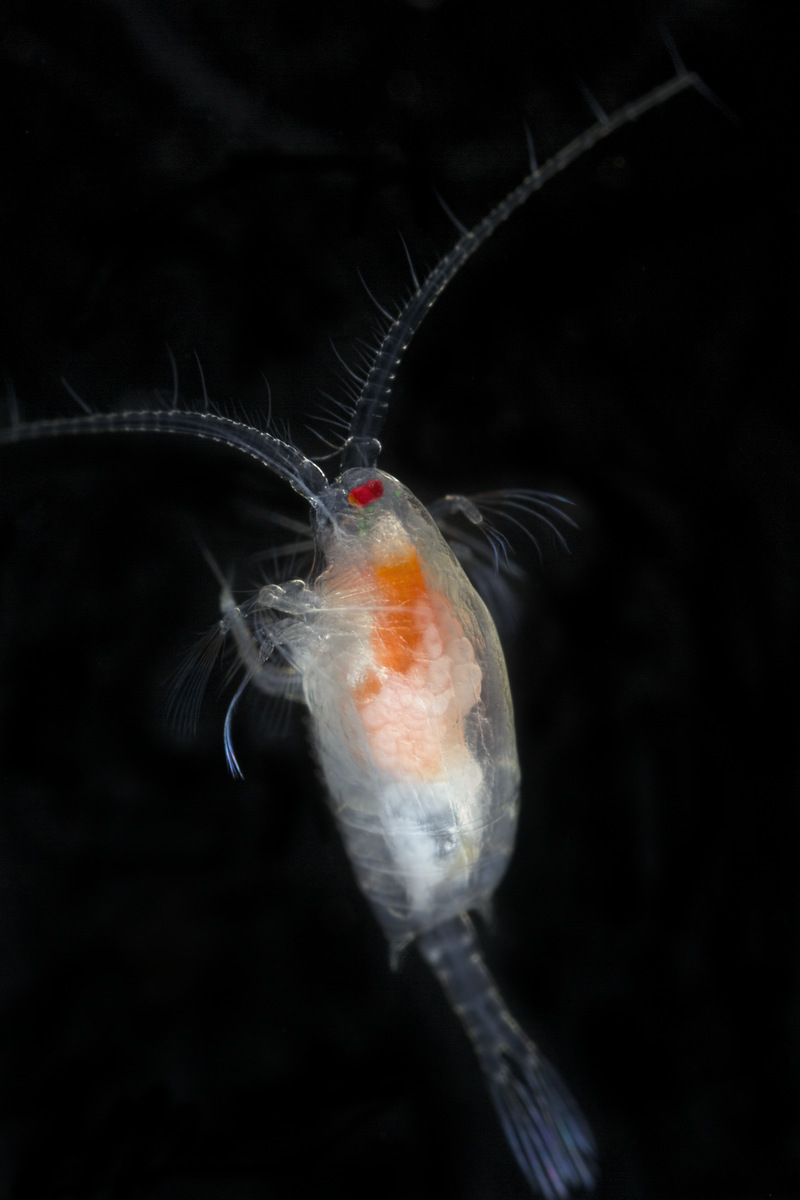 Artfakta från SLU Artdatabanken