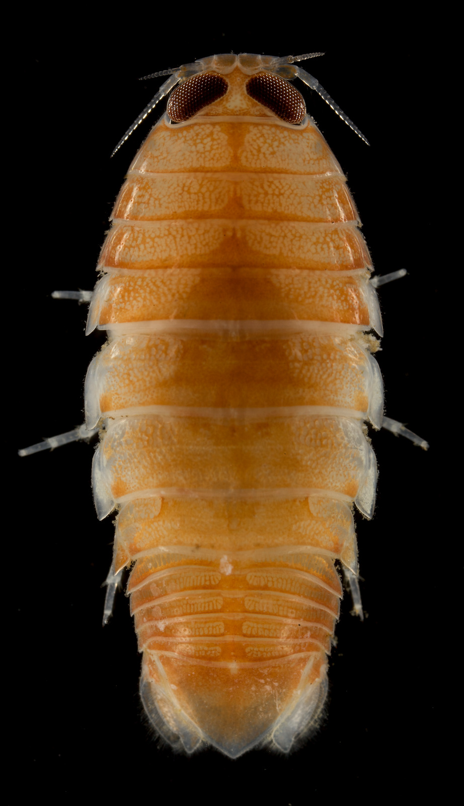 Artfakta från SLU Artdatabanken