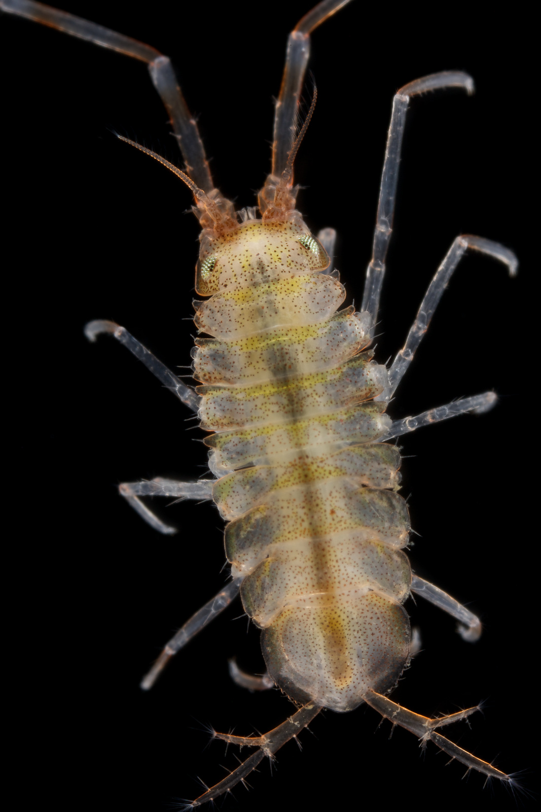 Artfakta från SLU Artdatabanken