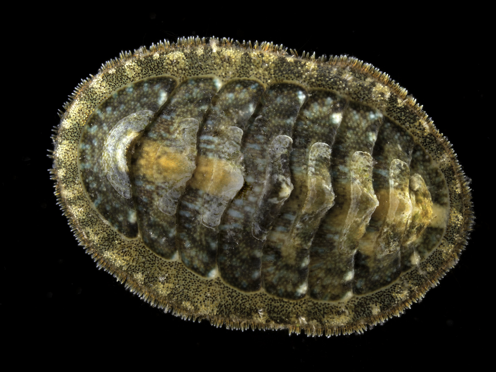 Artfakta från SLU Artdatabanken