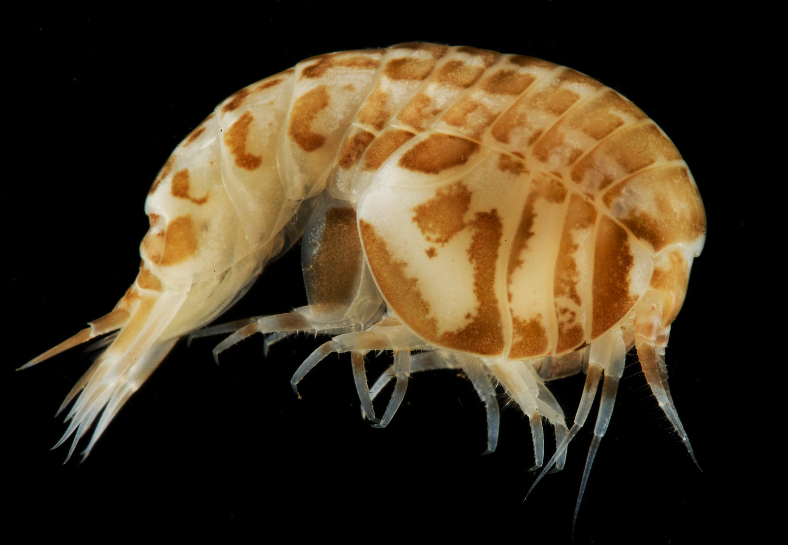 Artfakta från SLU Artdatabanken