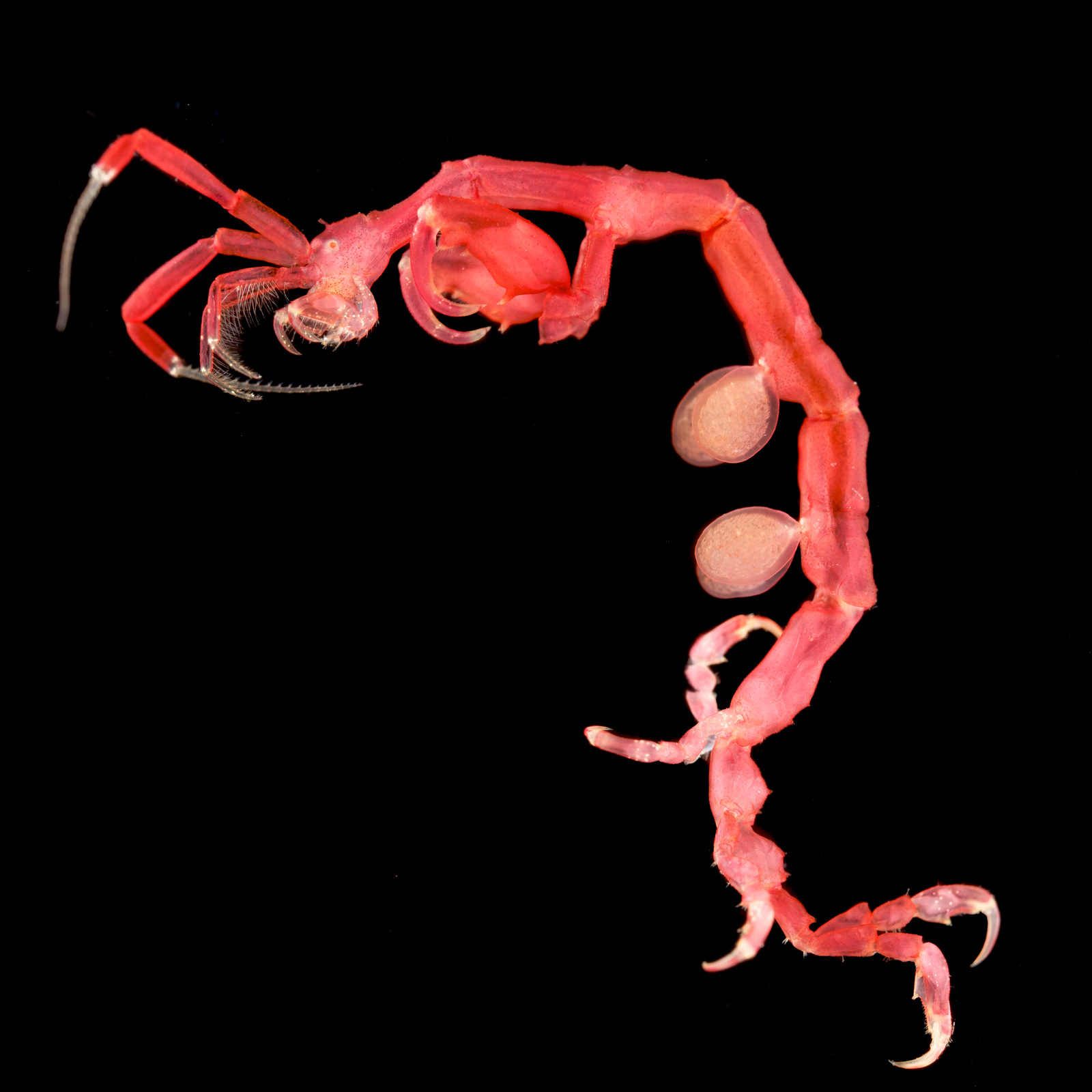 Artfakta från SLU Artdatabanken