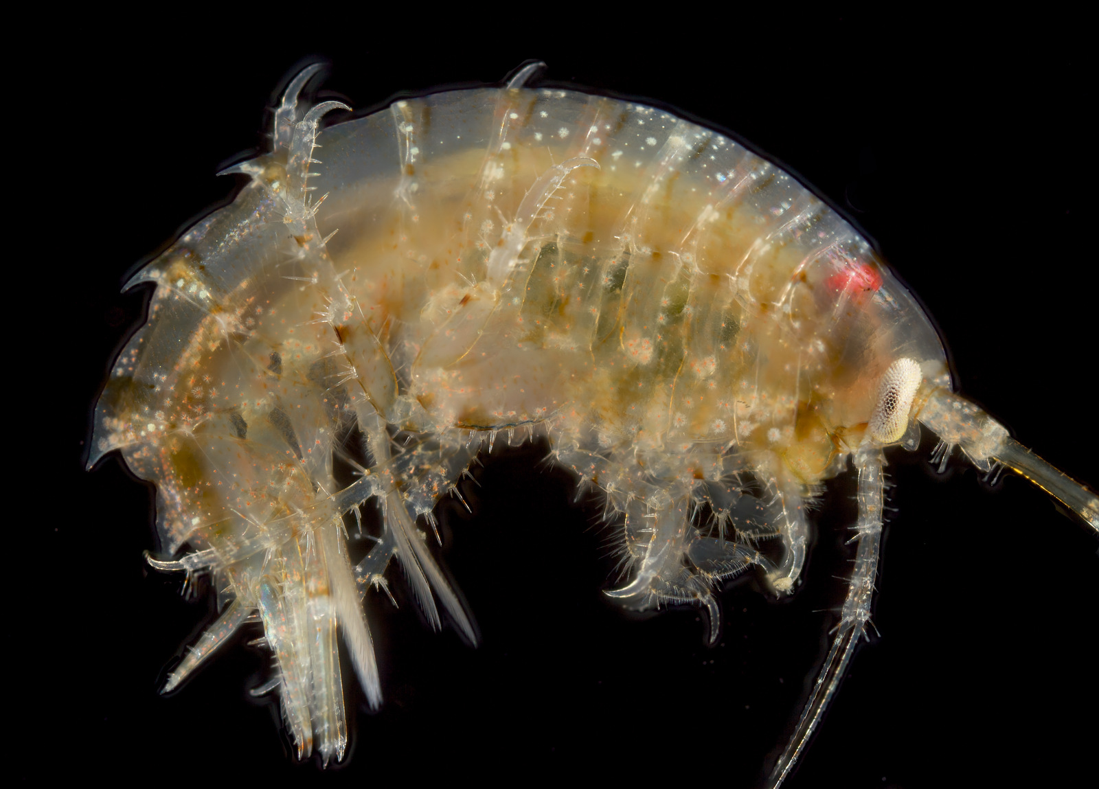 Artfakta från SLU Artdatabanken