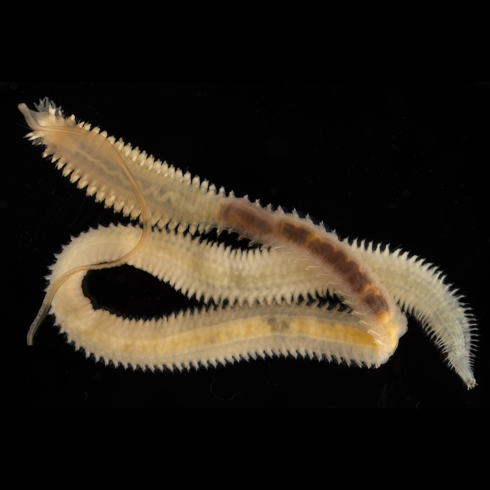 Artfakta från SLU Artdatabanken