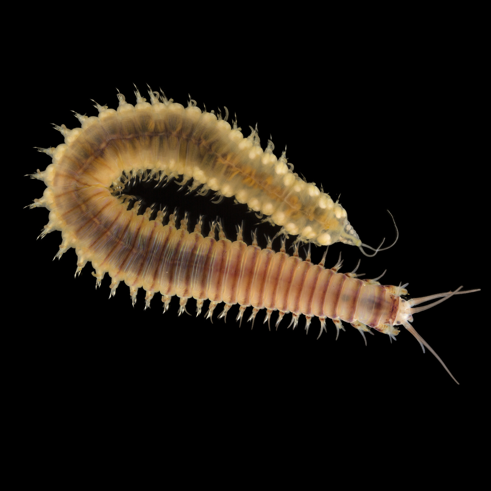 Artfakta från SLU Artdatabanken