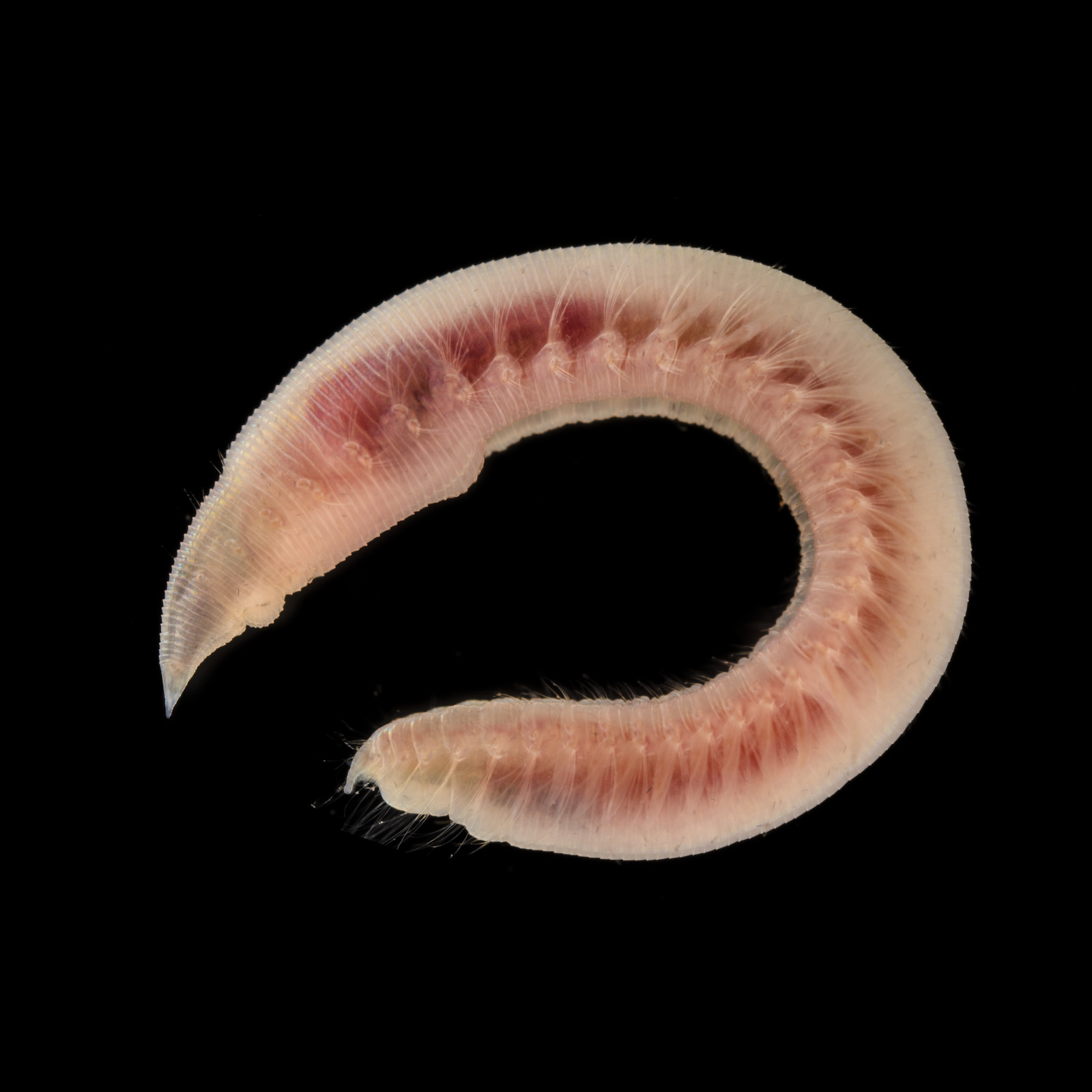 Artfakta från SLU Artdatabanken