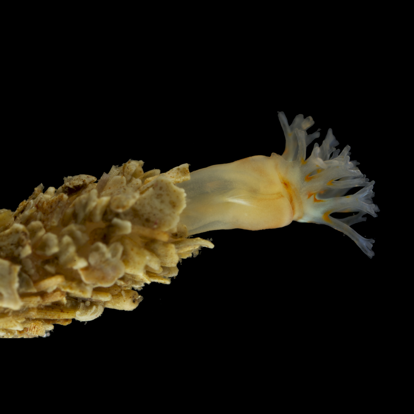 Artfakta från SLU Artdatabanken