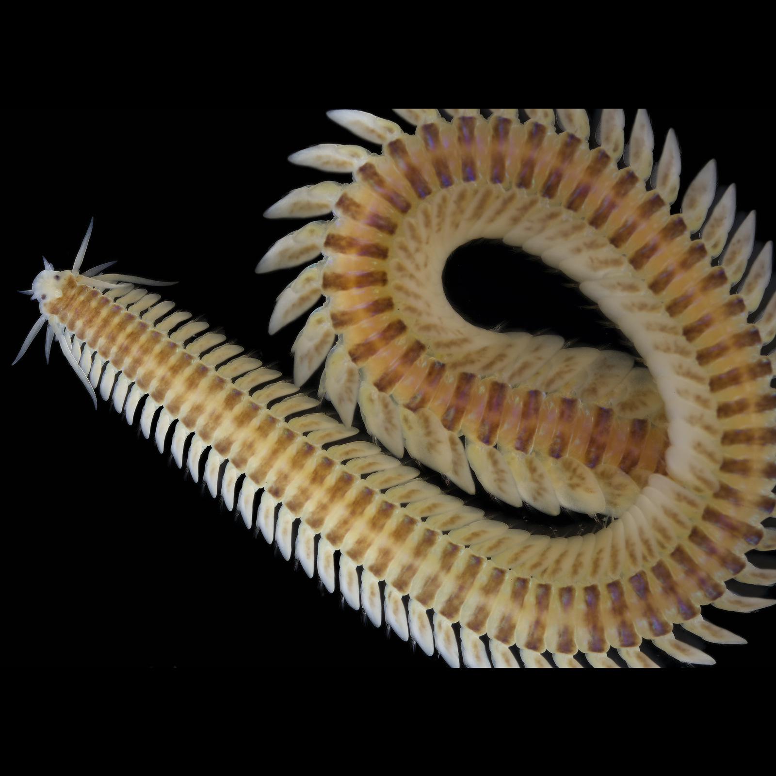 Artfakta från SLU Artdatabanken