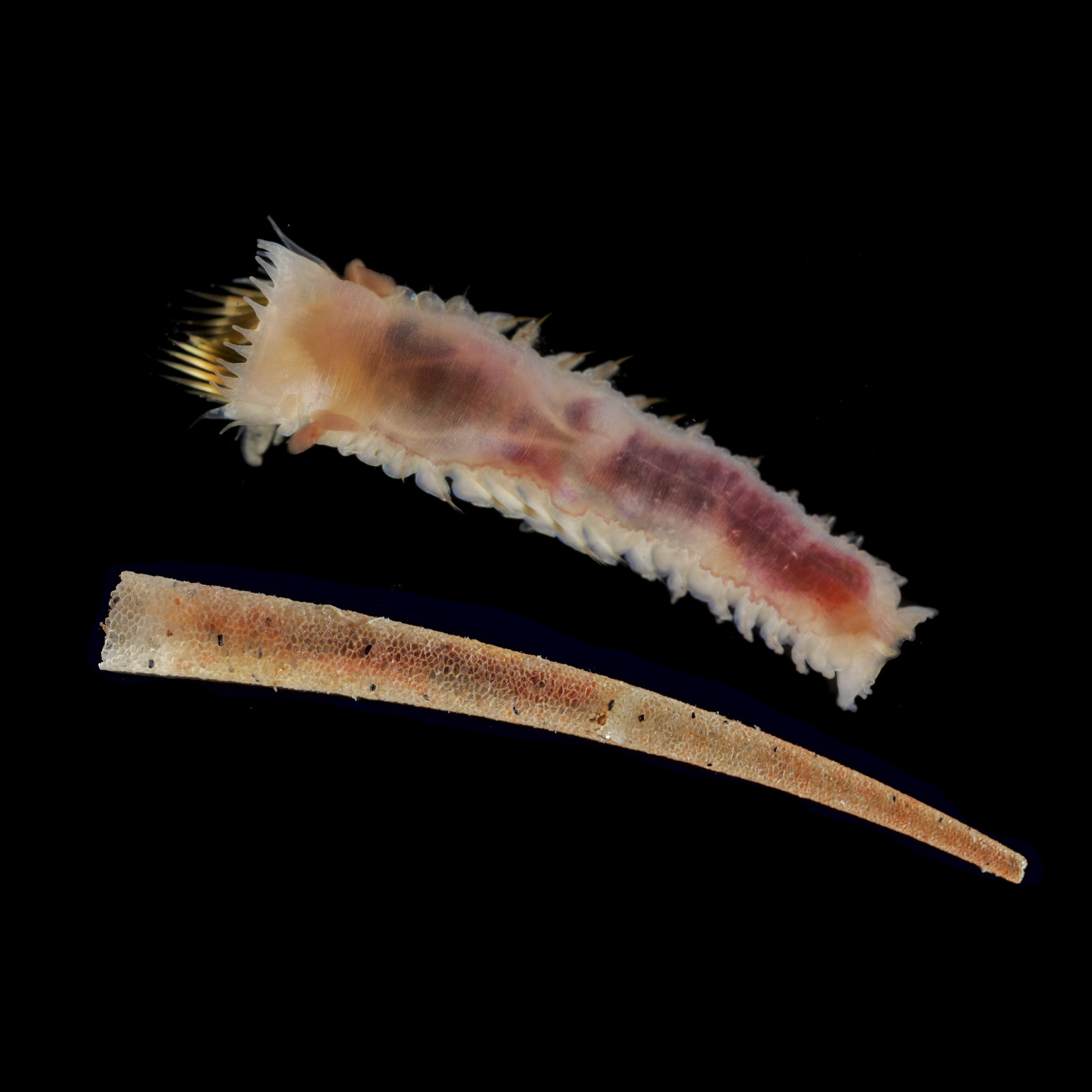 Artfakta från SLU Artdatabanken