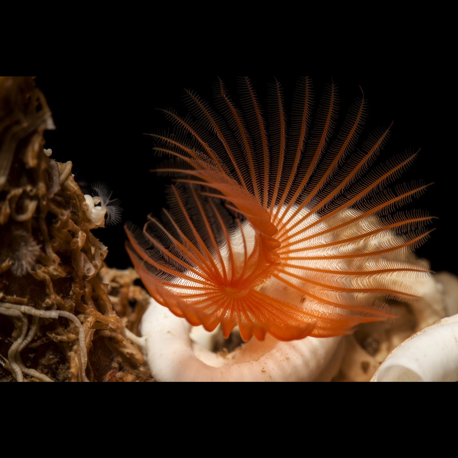 Artfakta från SLU Artdatabanken