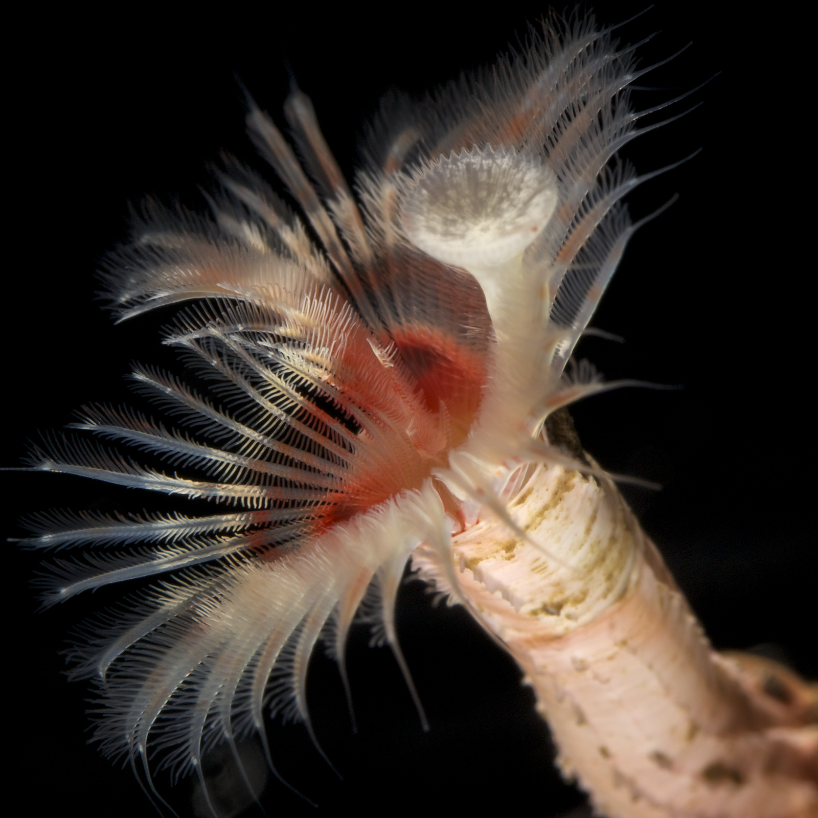 Artfakta från SLU Artdatabanken