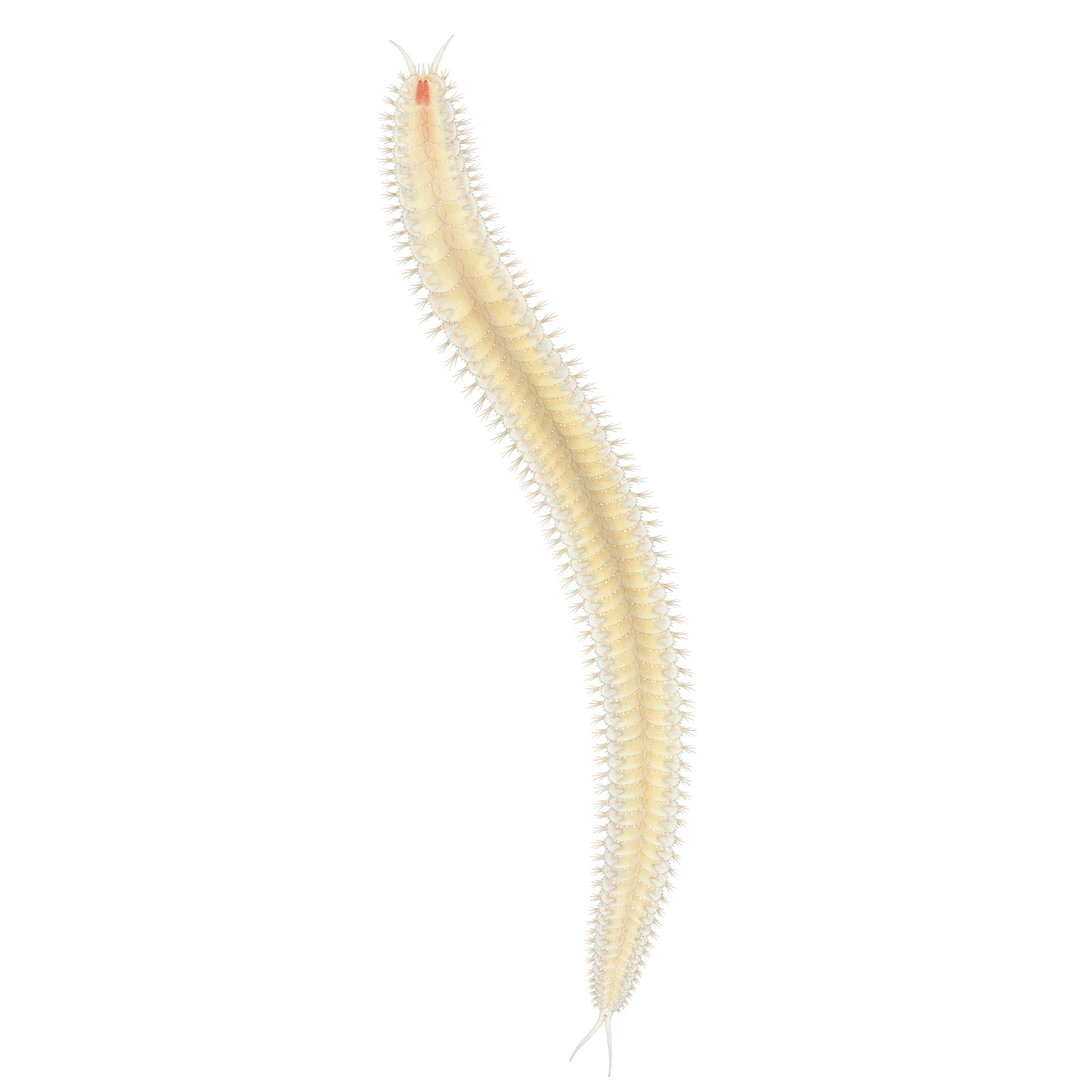 Artfakta från SLU Artdatabanken