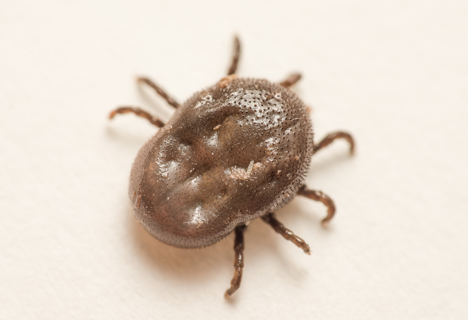 Artfakta från SLU Artdatabanken