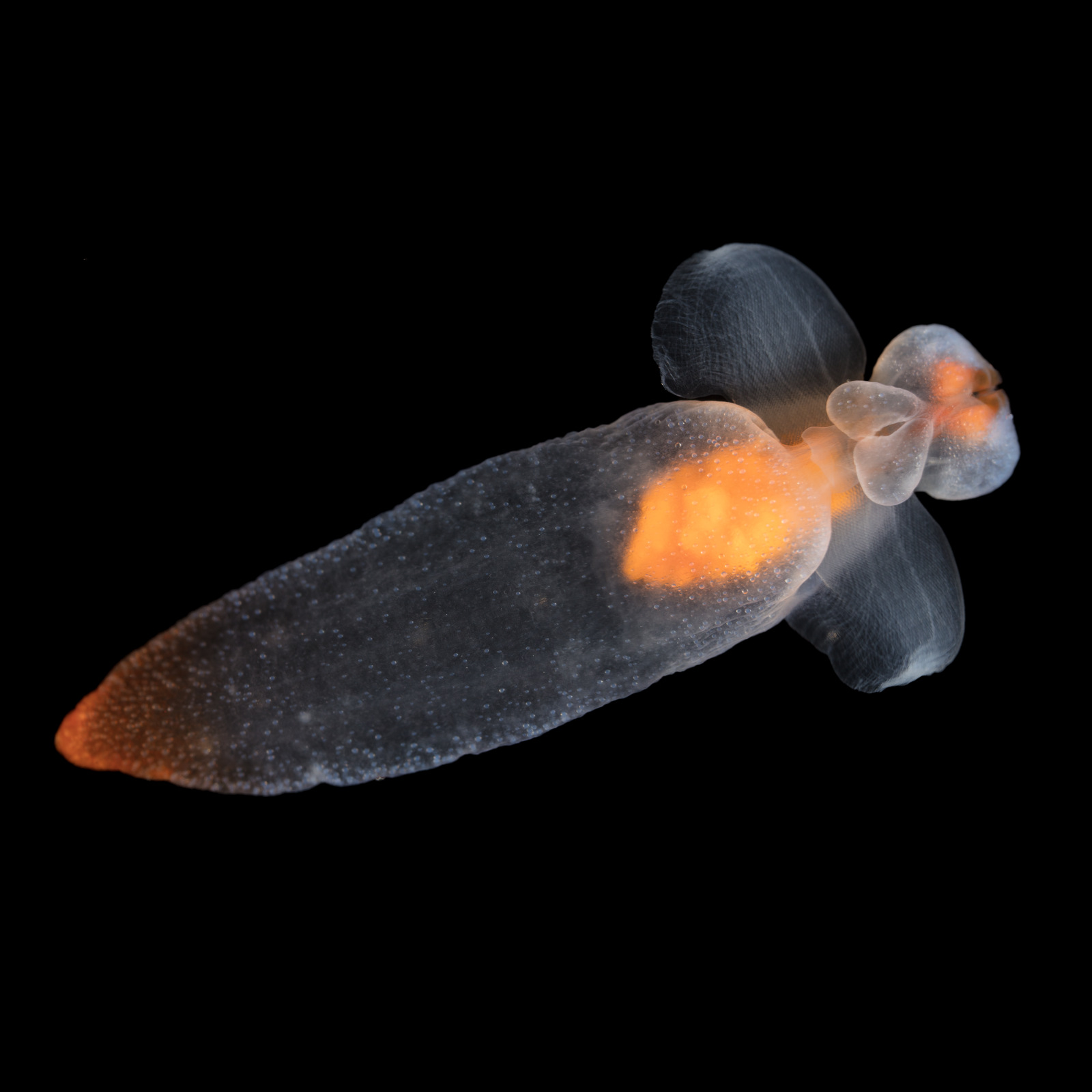 Artfakta från SLU Artdatabanken