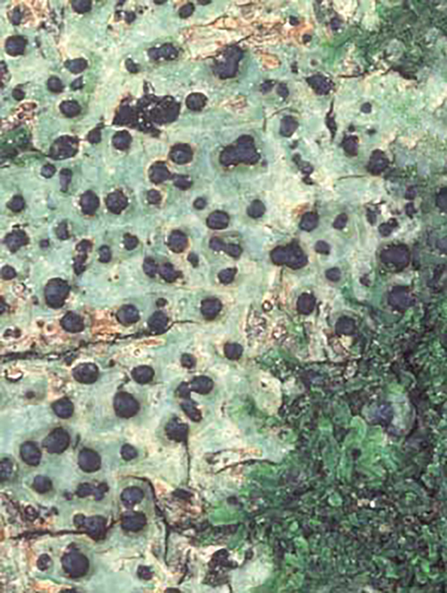 Artfakta från SLU Artdatabanken