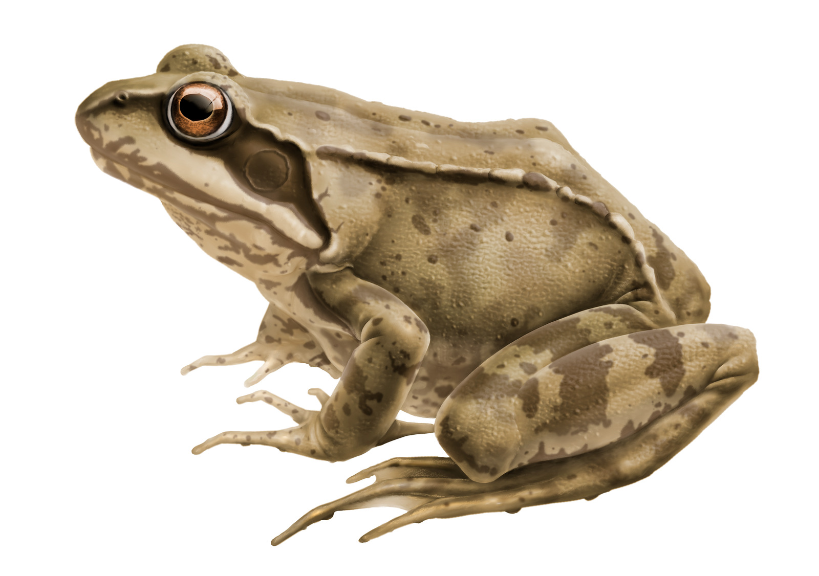 Artfakta från SLU Artdatabanken