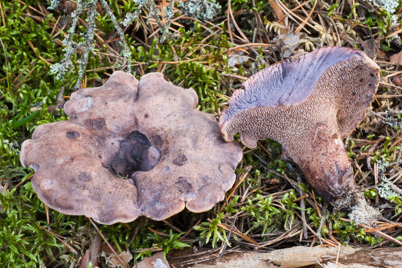 Artfakta från SLU Artdatabanken