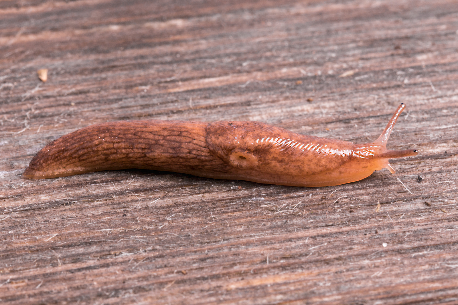 Artfakta från SLU Artdatabanken