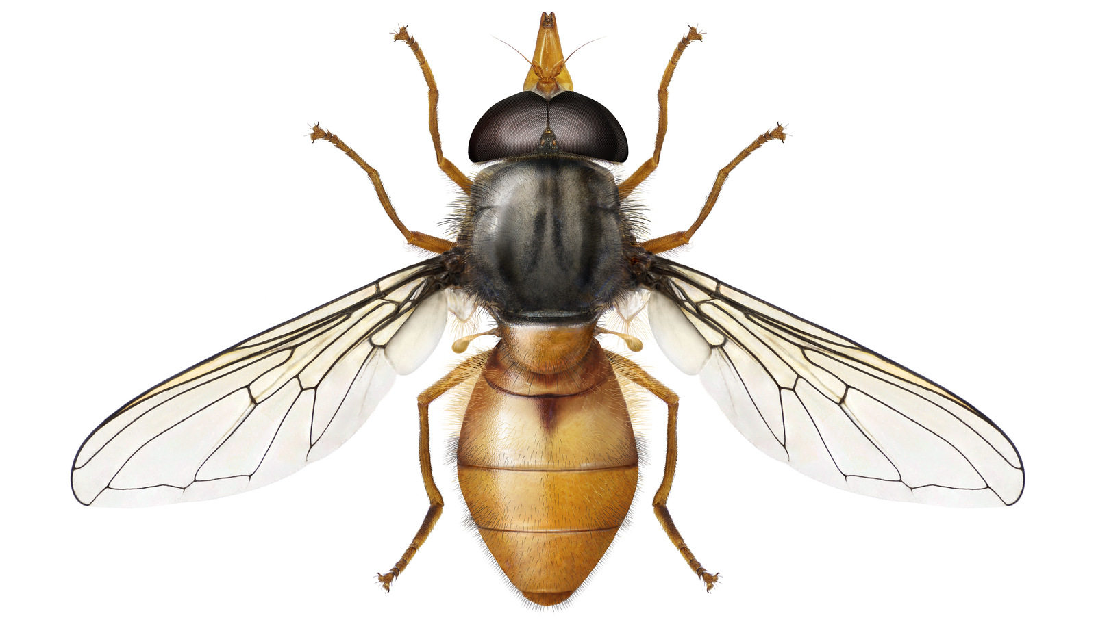 Artfakta från SLU Artdatabanken