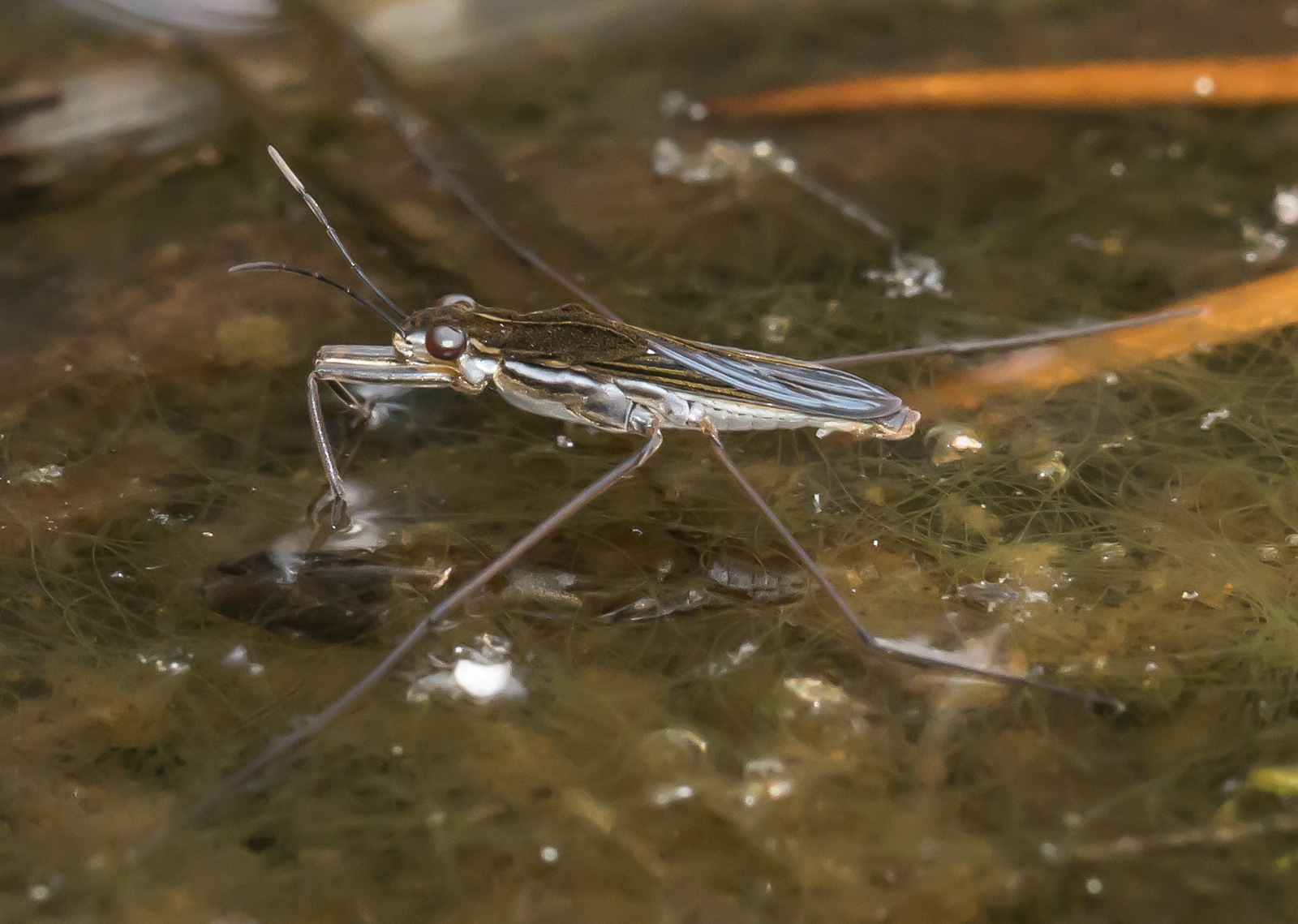 Artfakta från SLU Artdatabanken