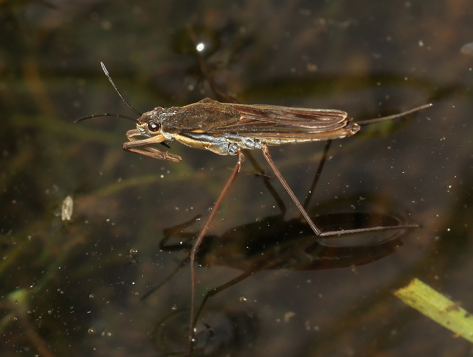 Artfakta från SLU Artdatabanken