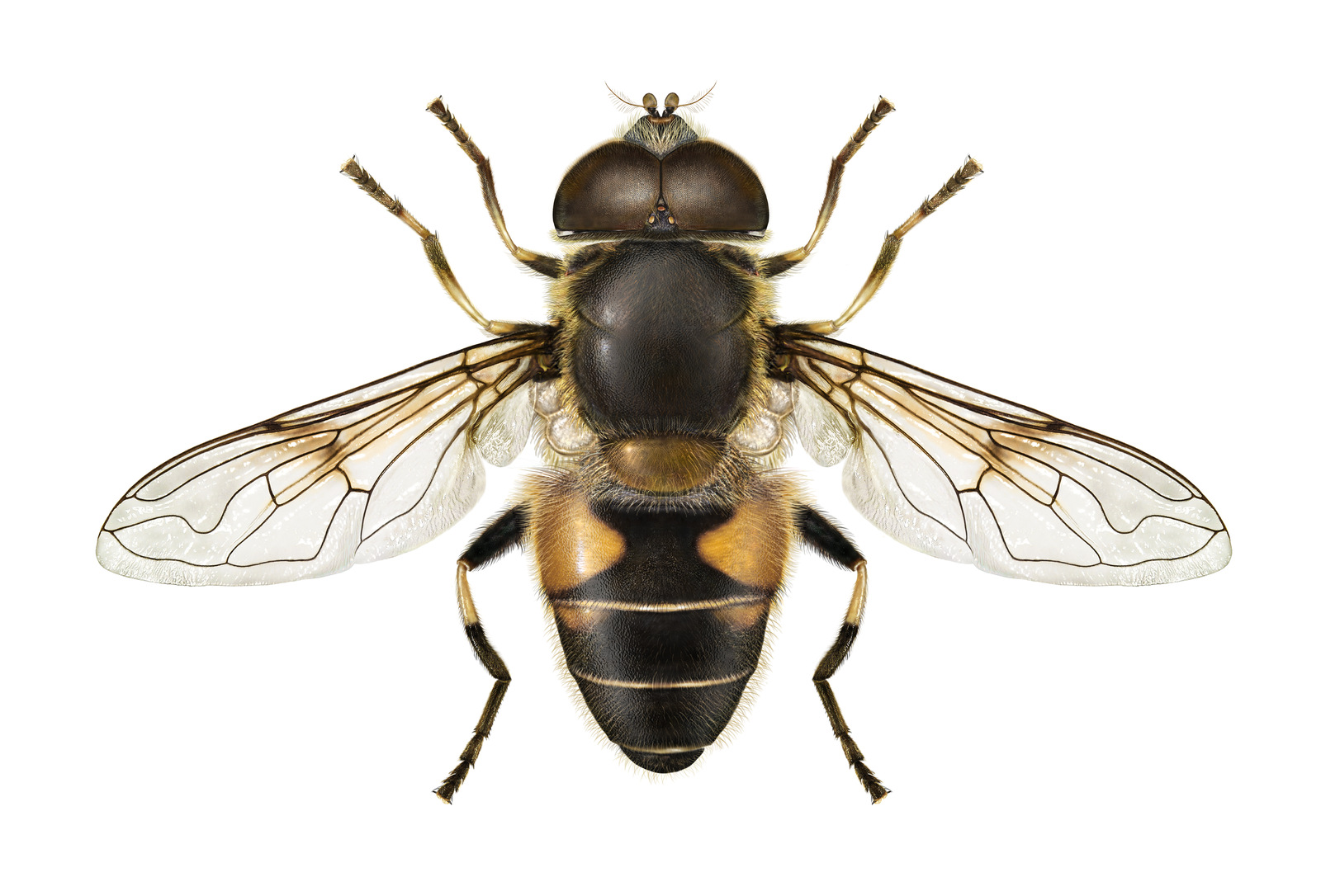 Artfakta från SLU Artdatabanken