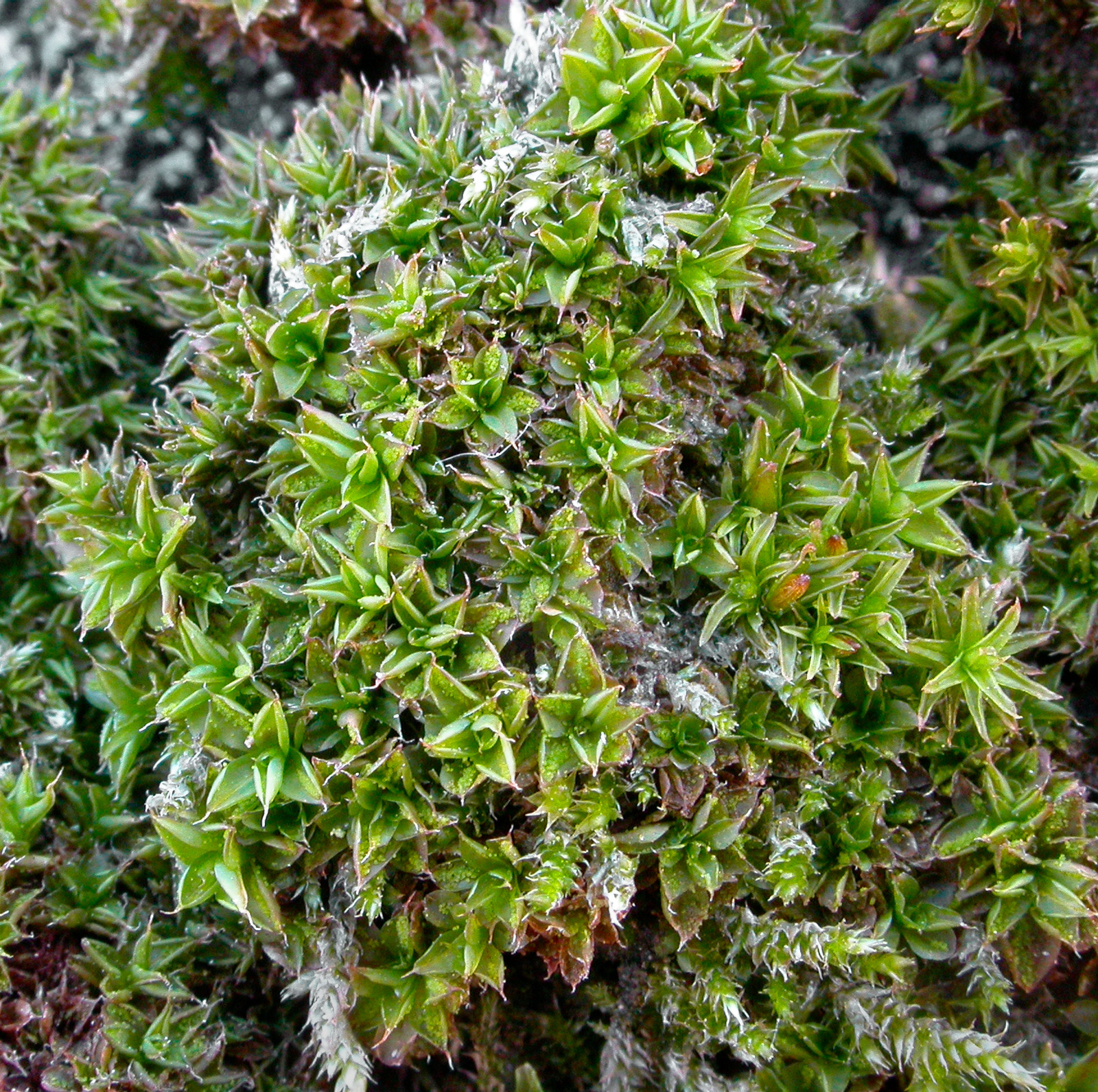 Artfakta från SLU Artdatabanken