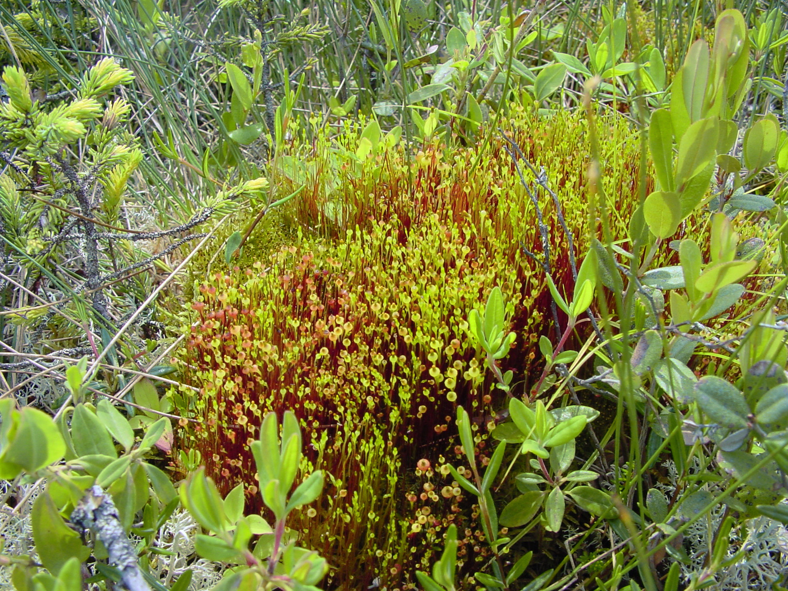 Artfakta från SLU Artdatabanken