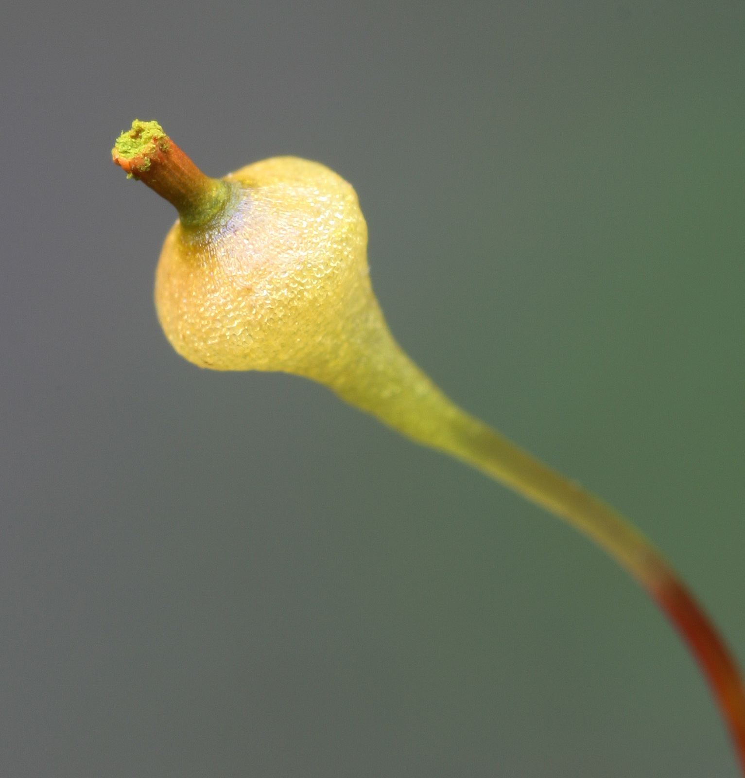 Artfakta från SLU Artdatabanken