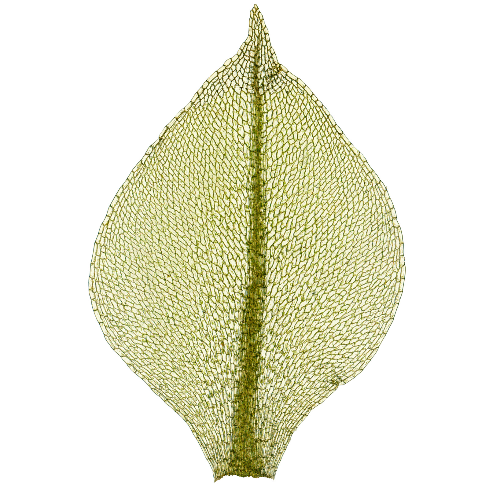 Artfakta från SLU Artdatabanken