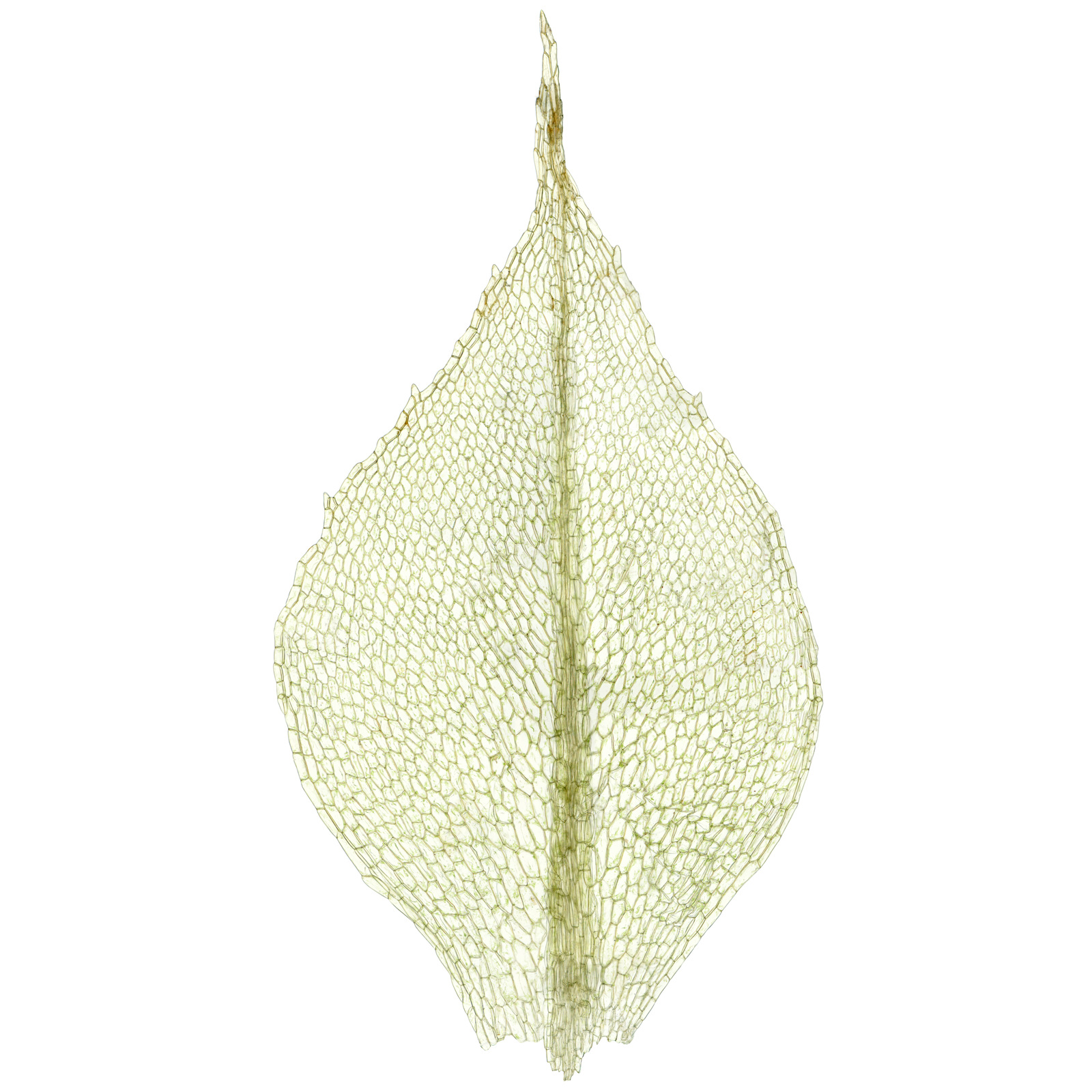 Artfakta från SLU Artdatabanken