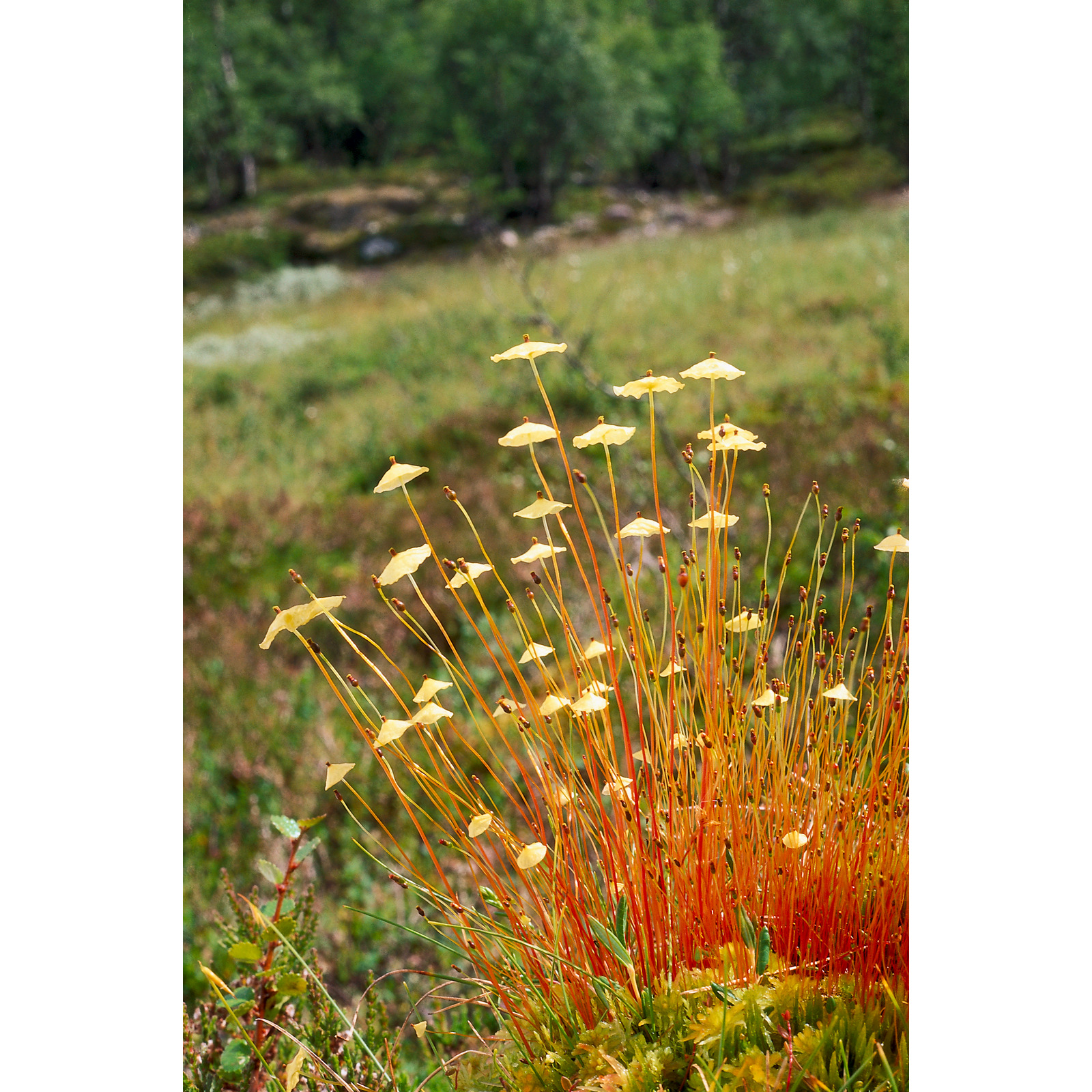 Artfakta från SLU Artdatabanken