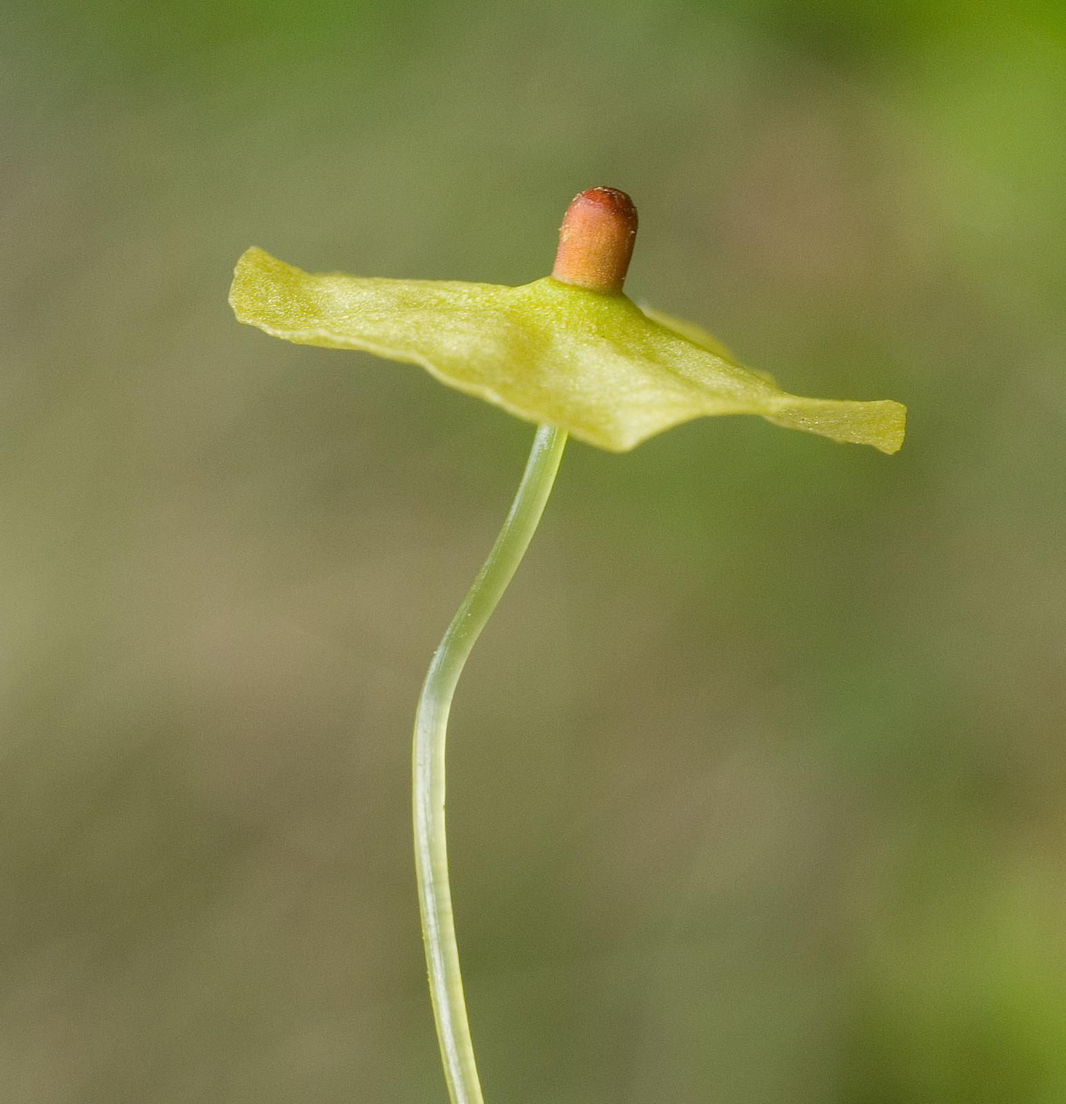 Artfakta från SLU Artdatabanken