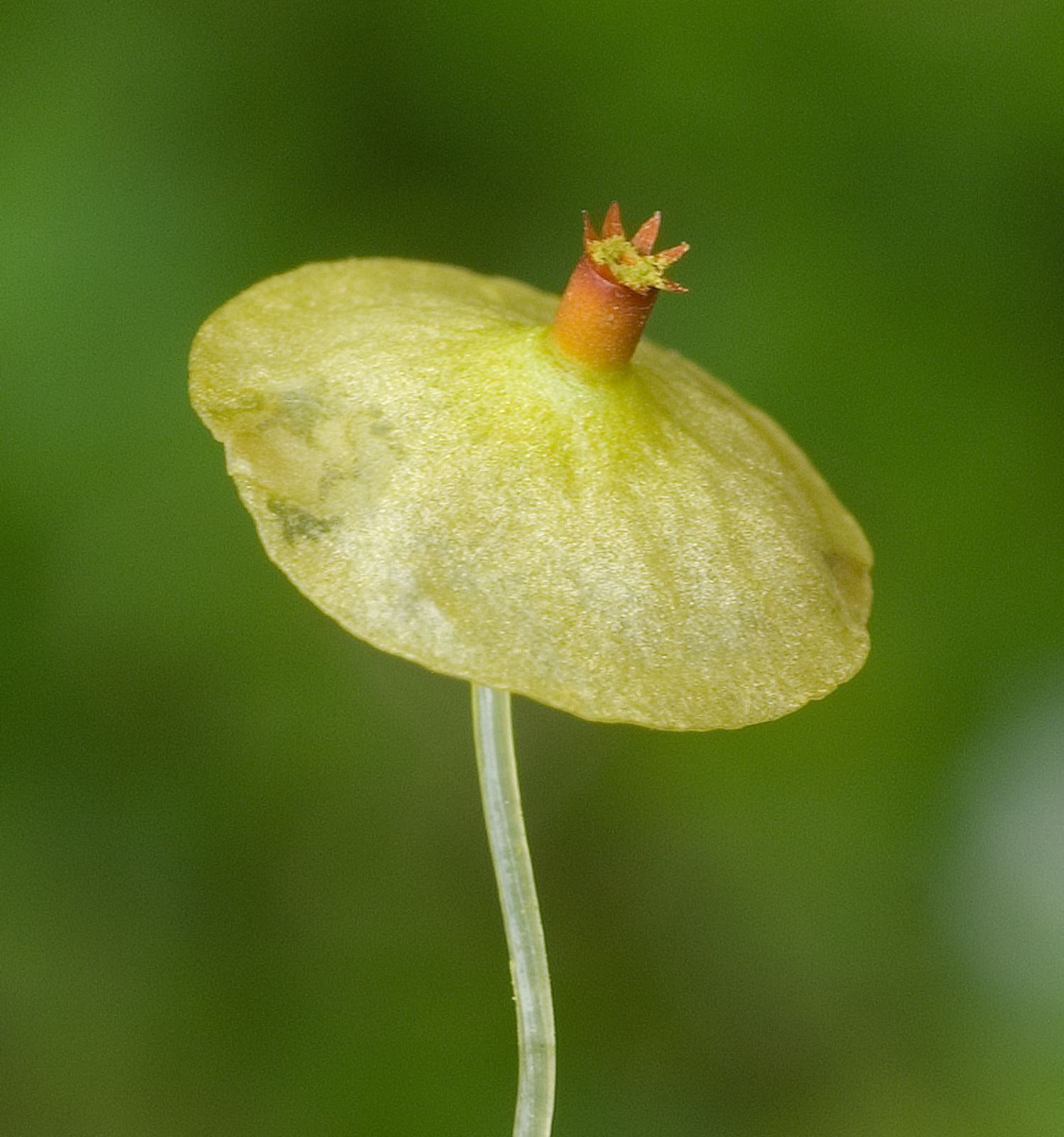 Artfakta från SLU Artdatabanken