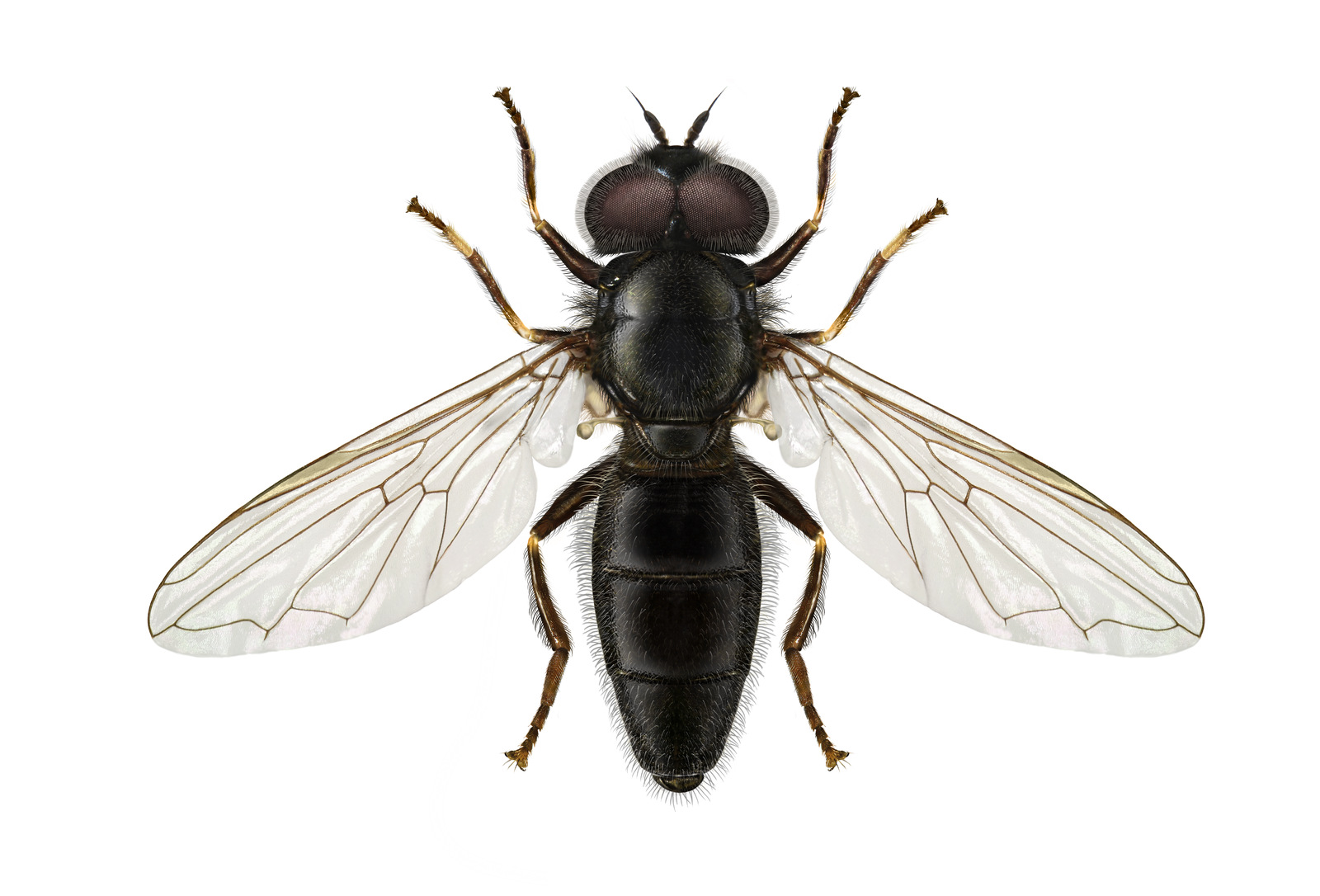 Artfakta från SLU Artdatabanken