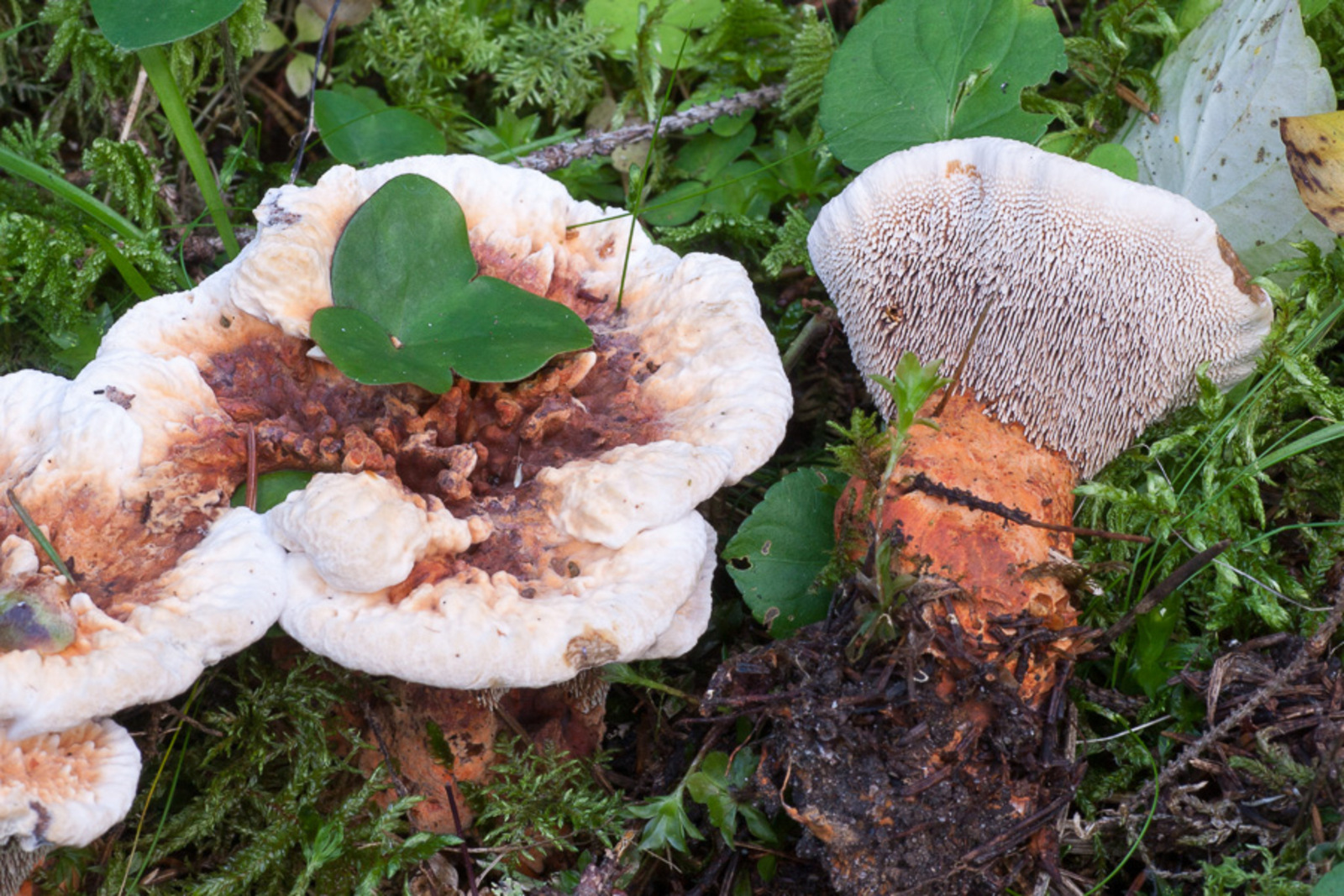 Artfakta från SLU Artdatabanken