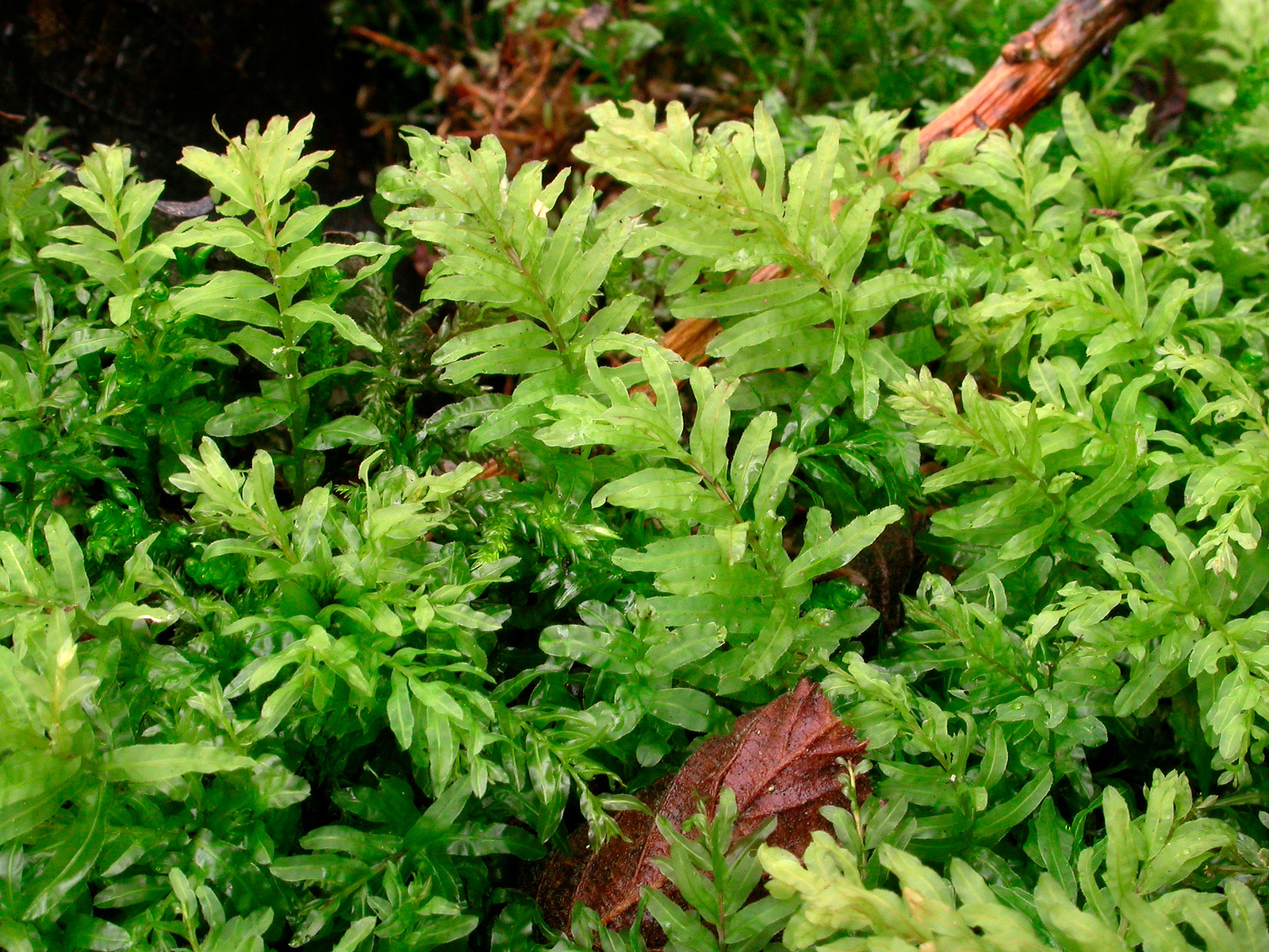 Artfakta från SLU Artdatabanken