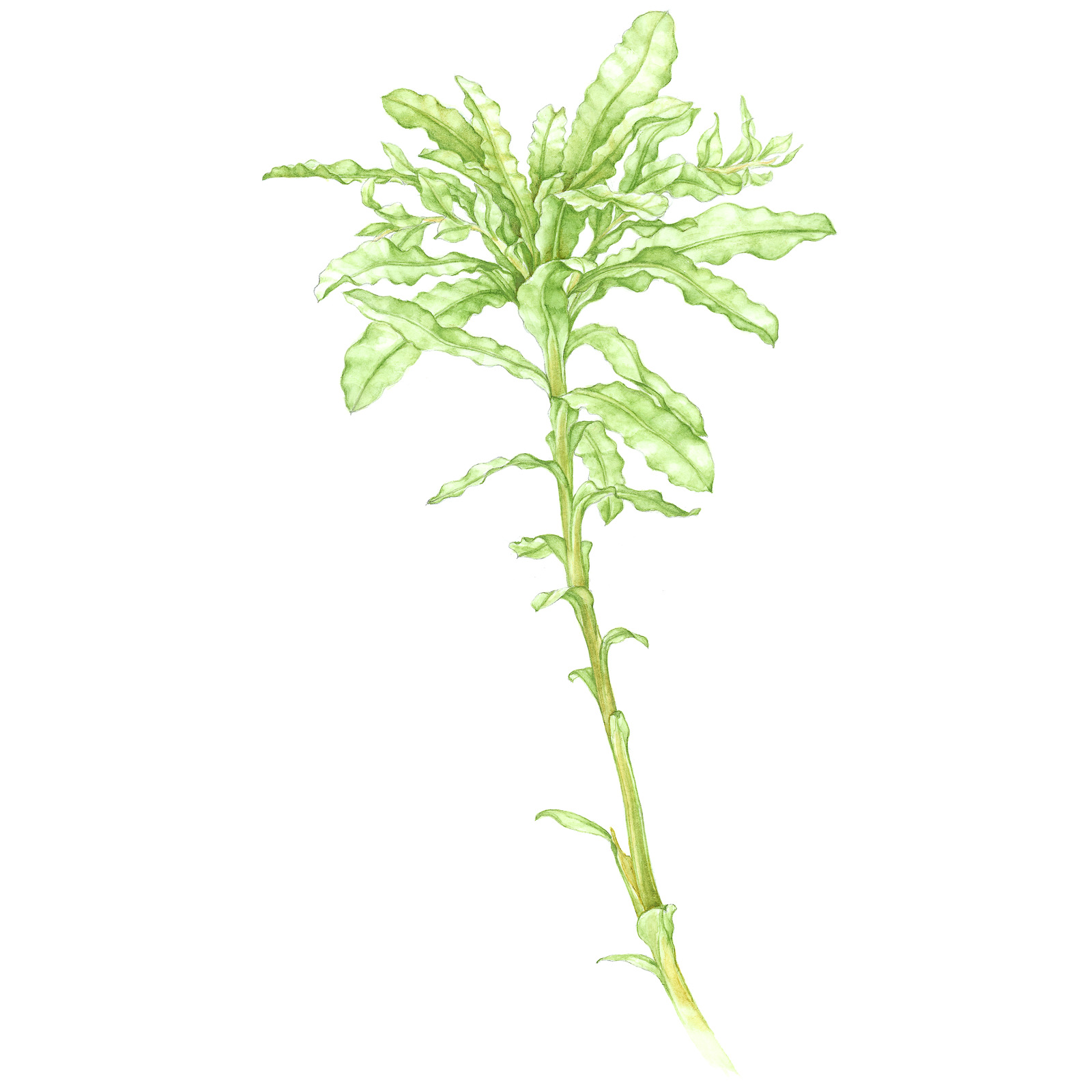 Artfakta från SLU Artdatabanken