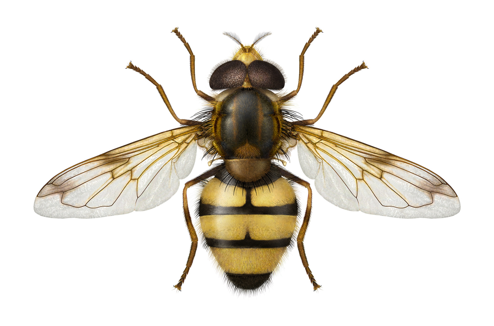 Artfakta från SLU Artdatabanken